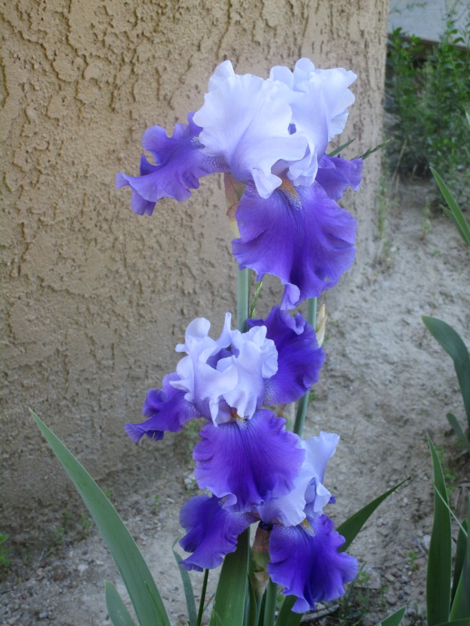 God’s Promises: Isaiah 43 – The Alabaster Jar